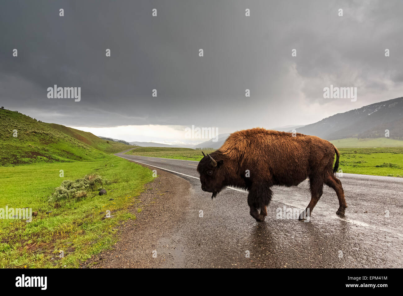 USA, Yellowstone National Park, Bison crossing road Stock Photo - Alamy