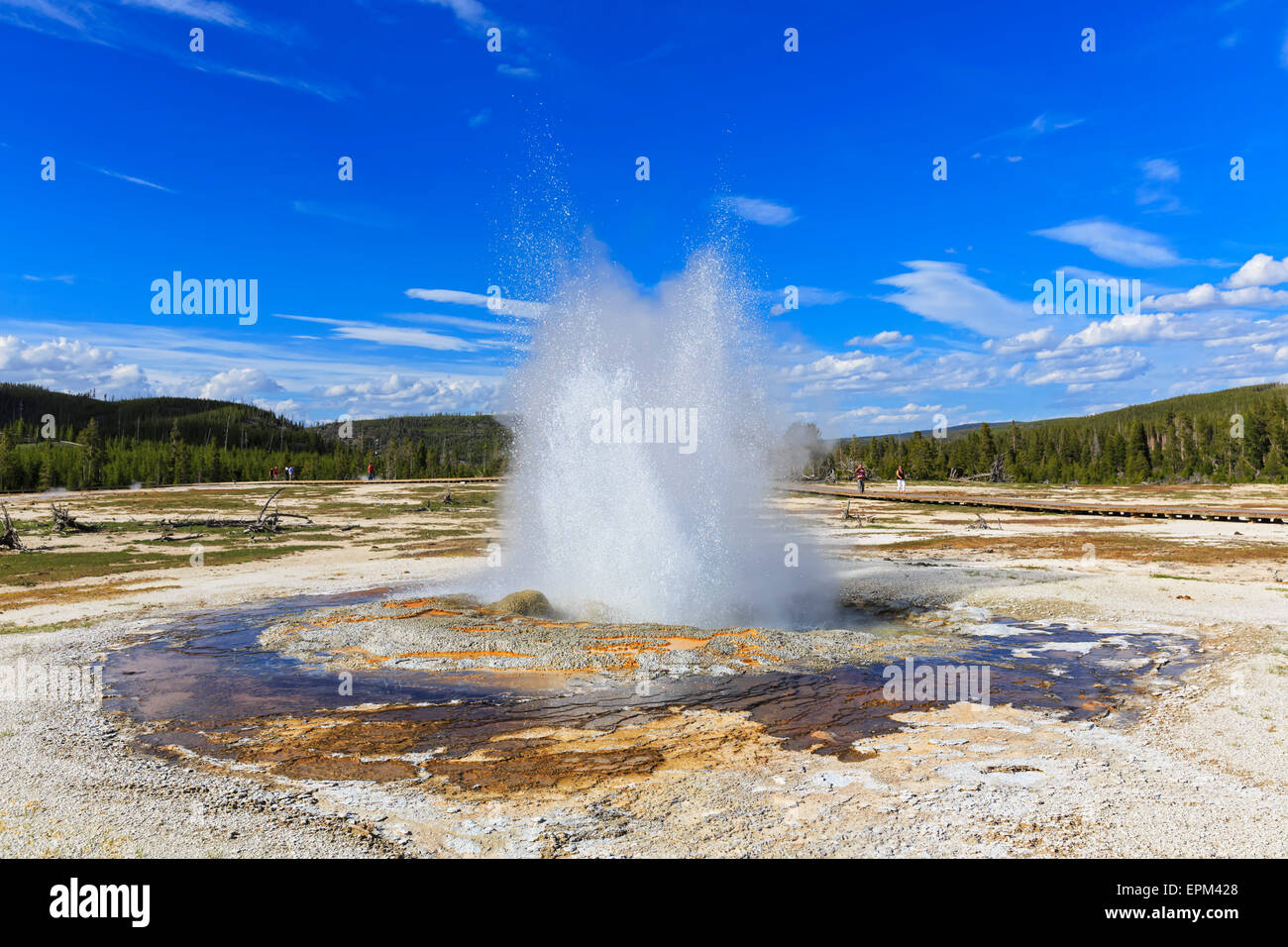 USA, Yellowstone National Park, Bisuit Basin, eruption of Jewel Geyser ...