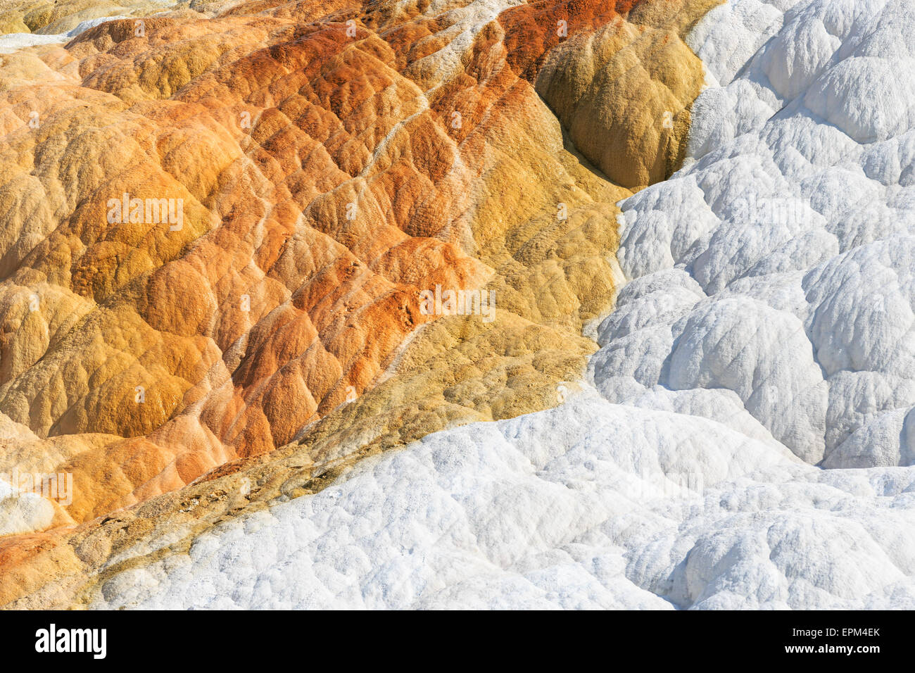 USA, Wyoming, Mammoth Hot Springs, Yellowstone National Park, Lower ...