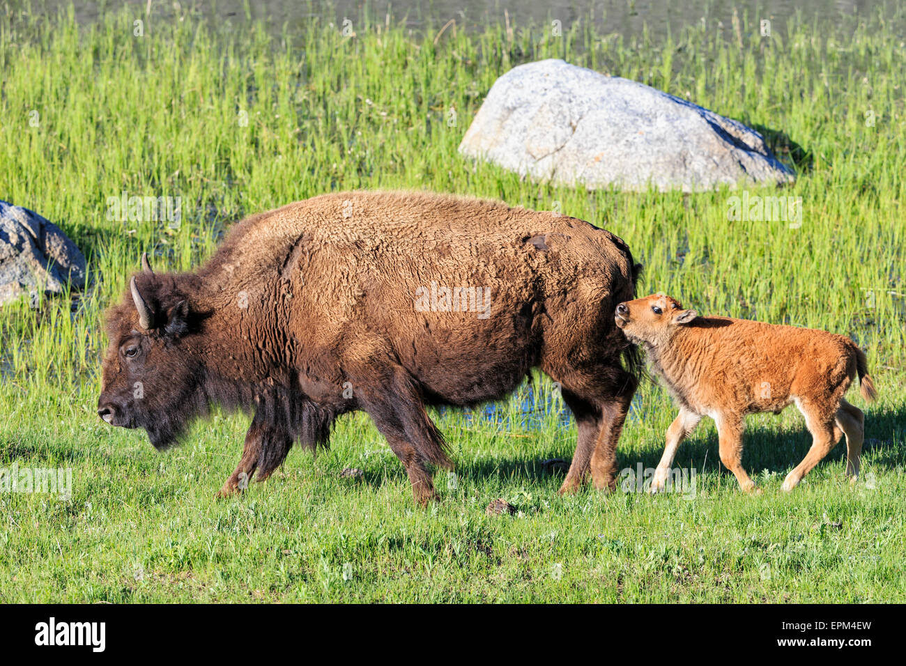 USA, Yellowstone National Park, Bison mother and calf on grassland ...