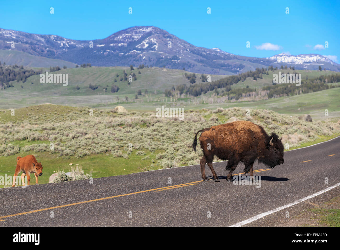 USA, Yellowstone National Park, Bisons crossing road Stock Photo - Alamy