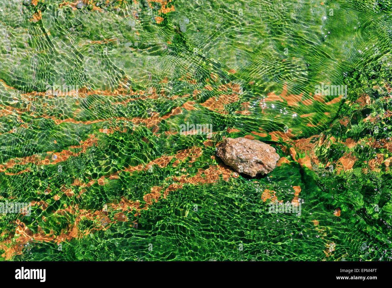 USA, Yellowstone National Park, Norris Geyser Basin, thermophilic ...
