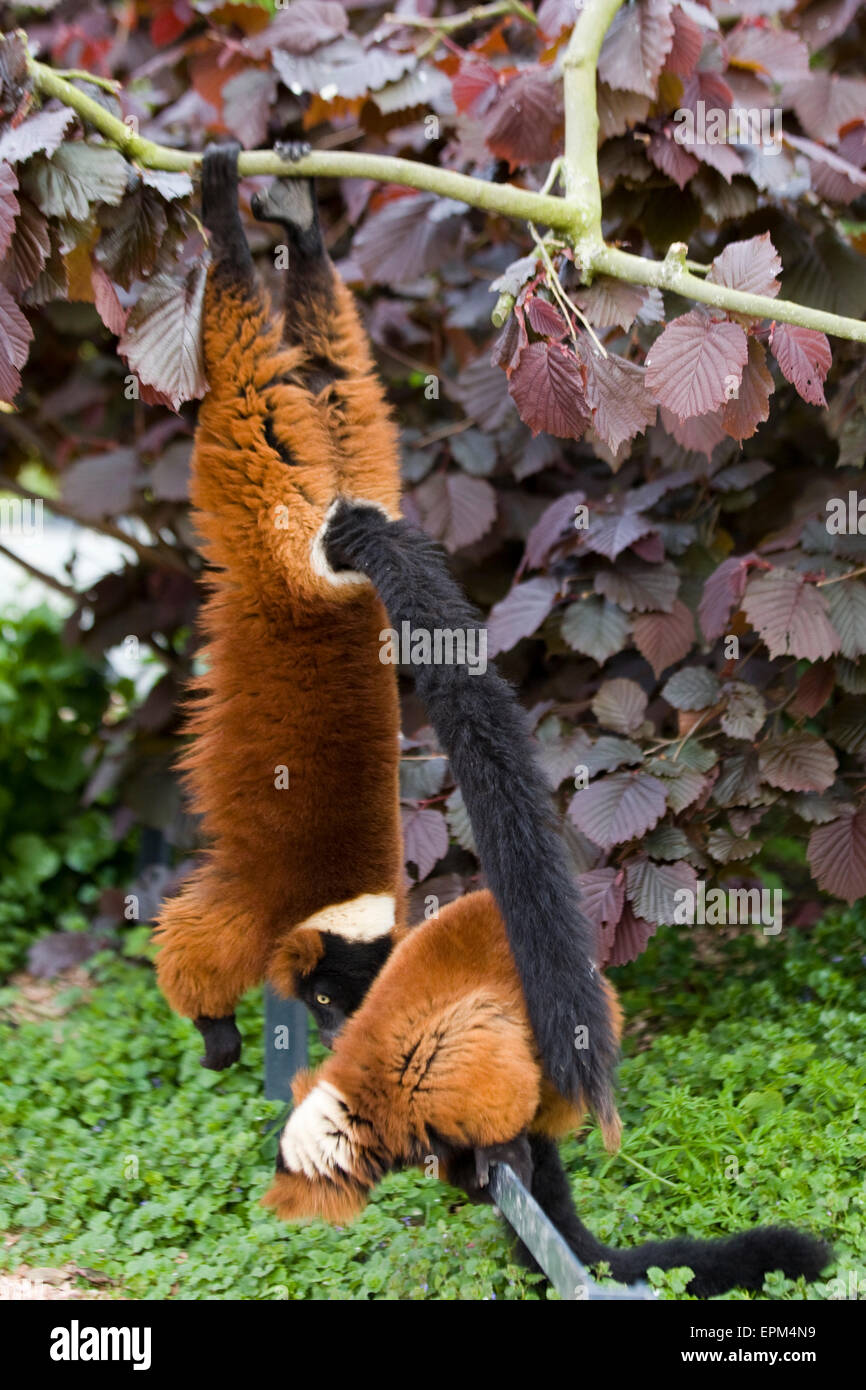 Red Ruffed Lemurs in Captivity Stock Photo - Alamy