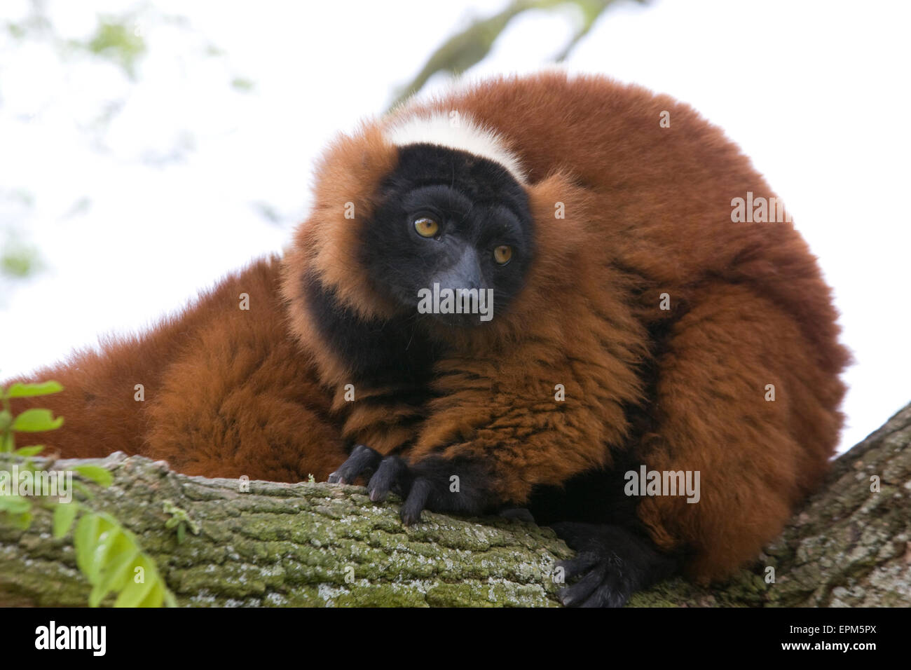 Red Ruffed Lemurs in Captivity Stock Photo - Alamy