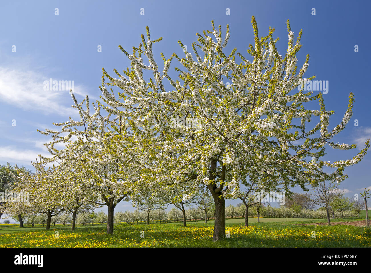 Fruit tree plantation Stock Photo - Alamy