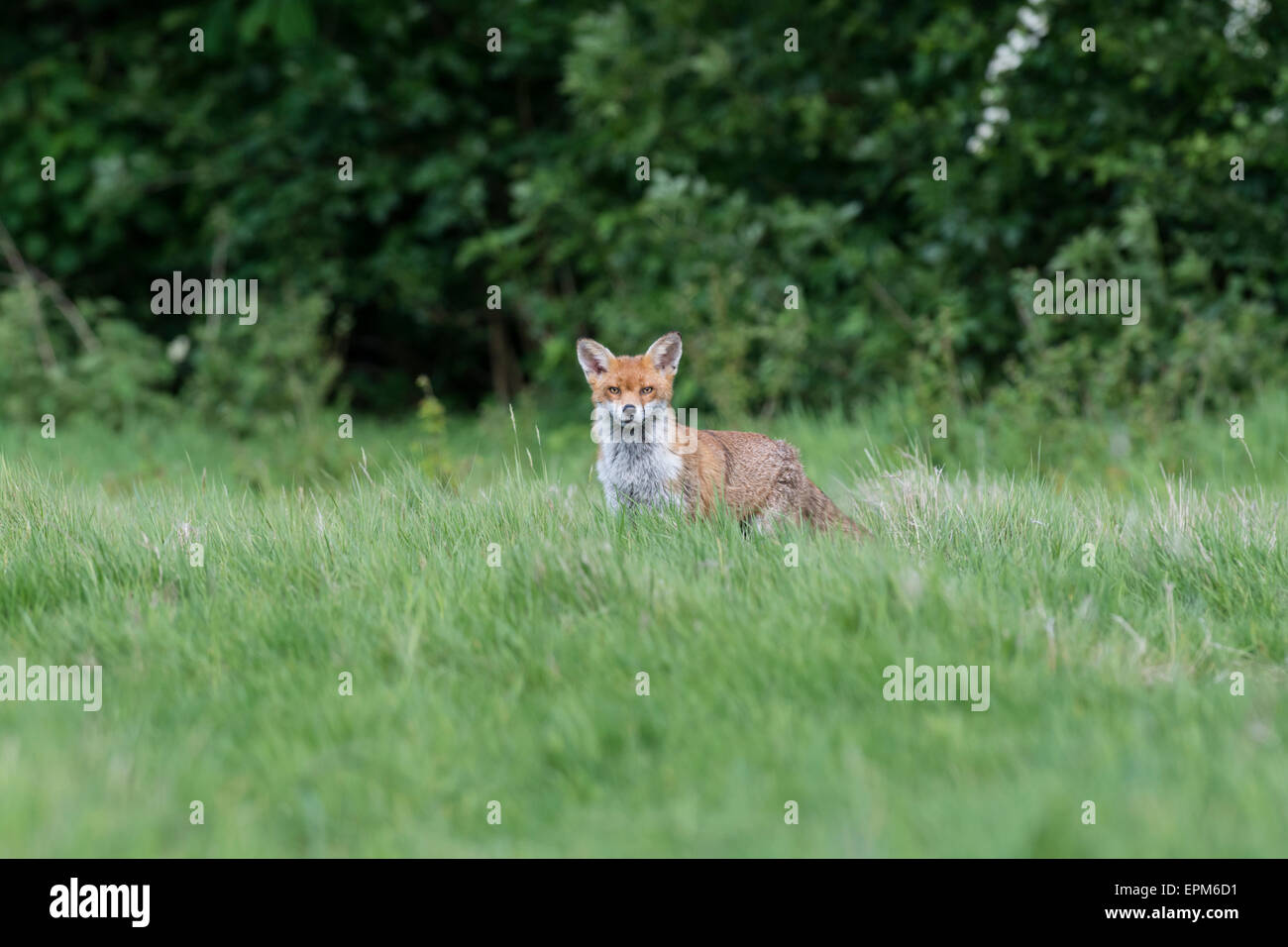 Fox foraging hi-res stock photography and images - Alamy