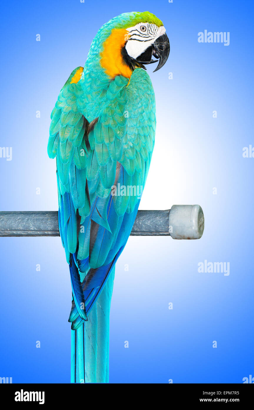 Colourful parrot bird sitting on the perch Stock Photo - Alamy