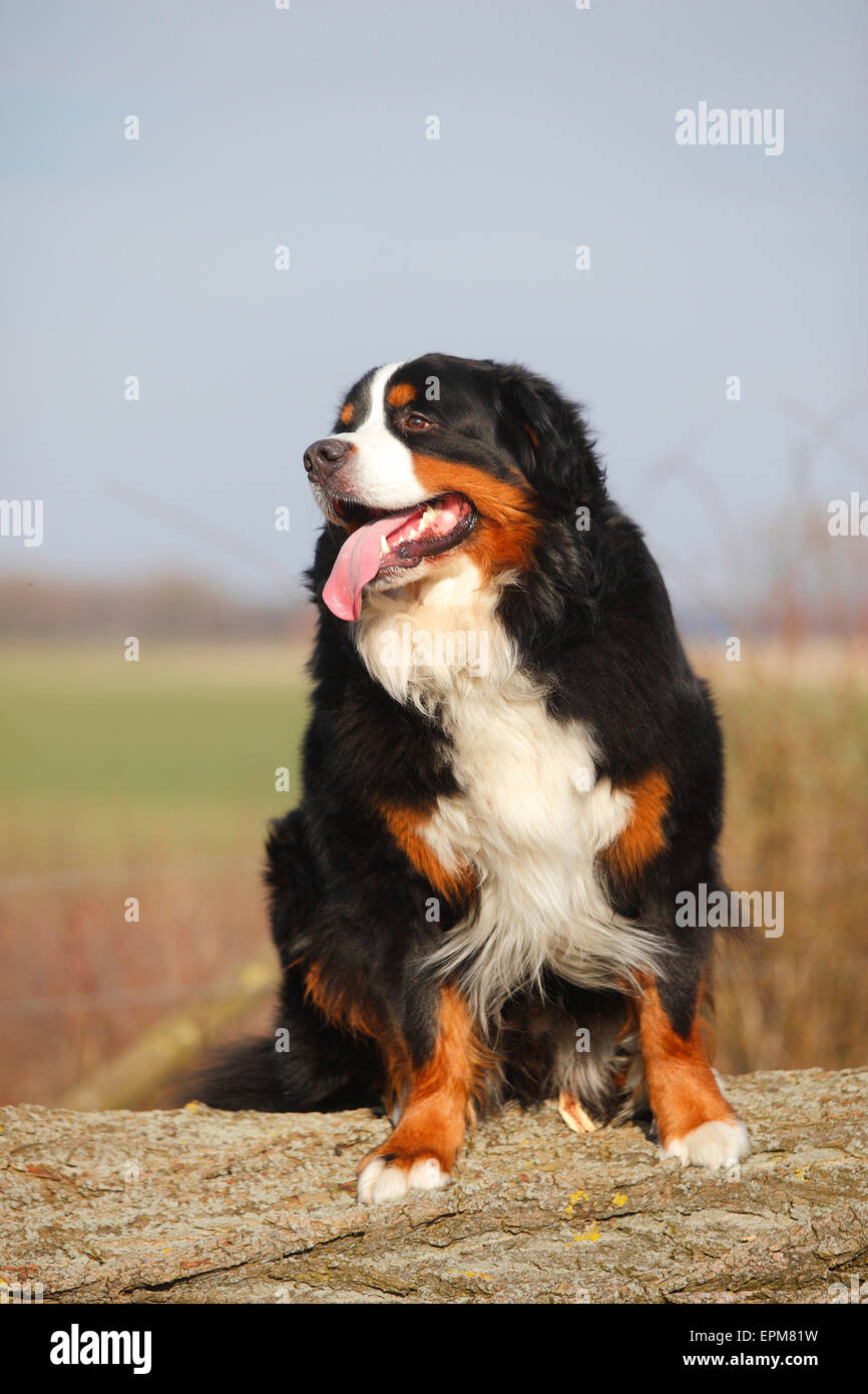 Bernese cattle dog hi-res stock photography and images - Alamy