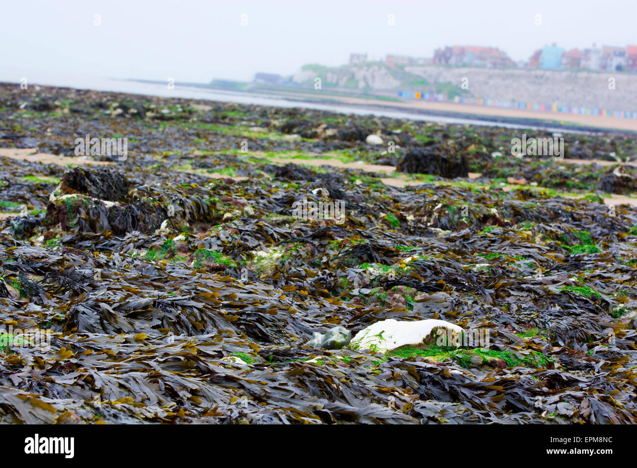 seaweed bed on beach Stock Photo - Alamy