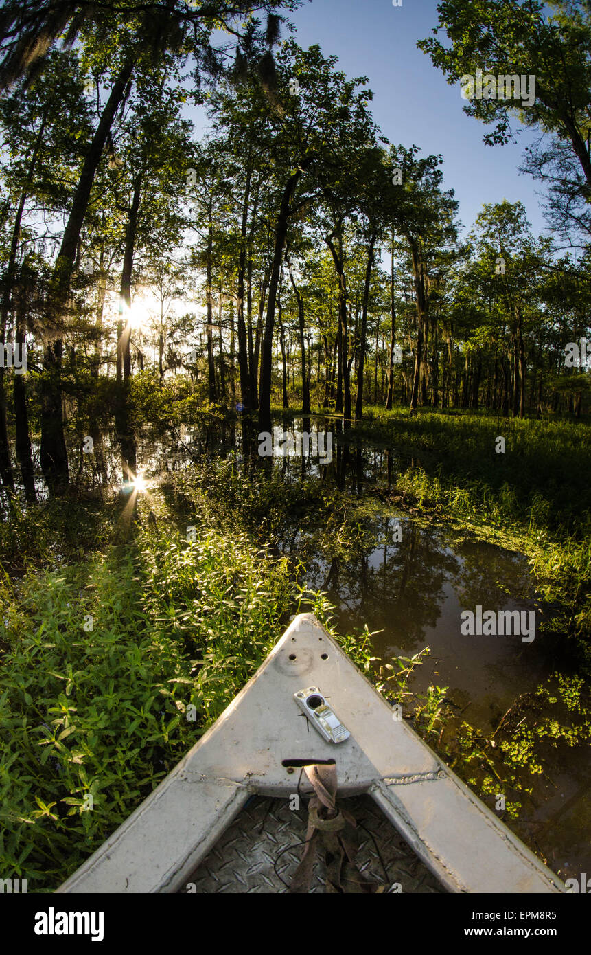Louisiana bayou swamp cypress trees hi-res stock photography and images ...