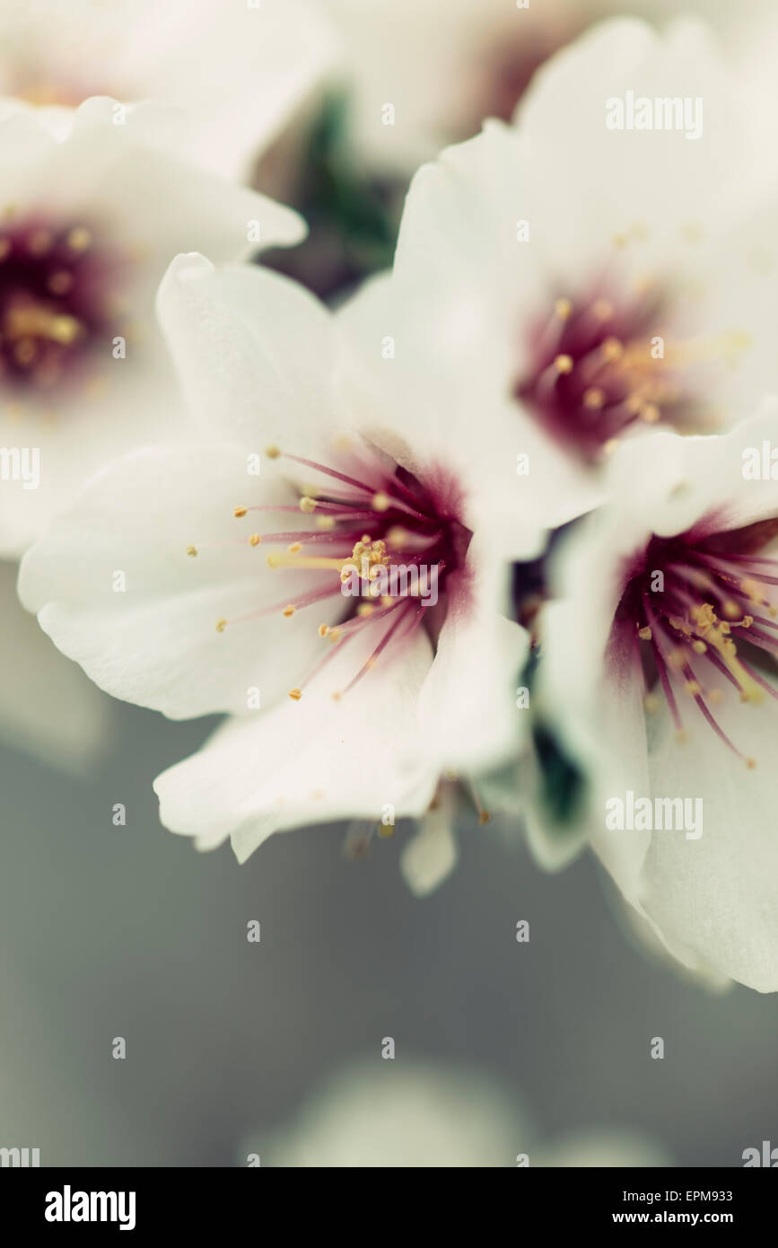 Detail of a almond flower Stock Photo - Alamy