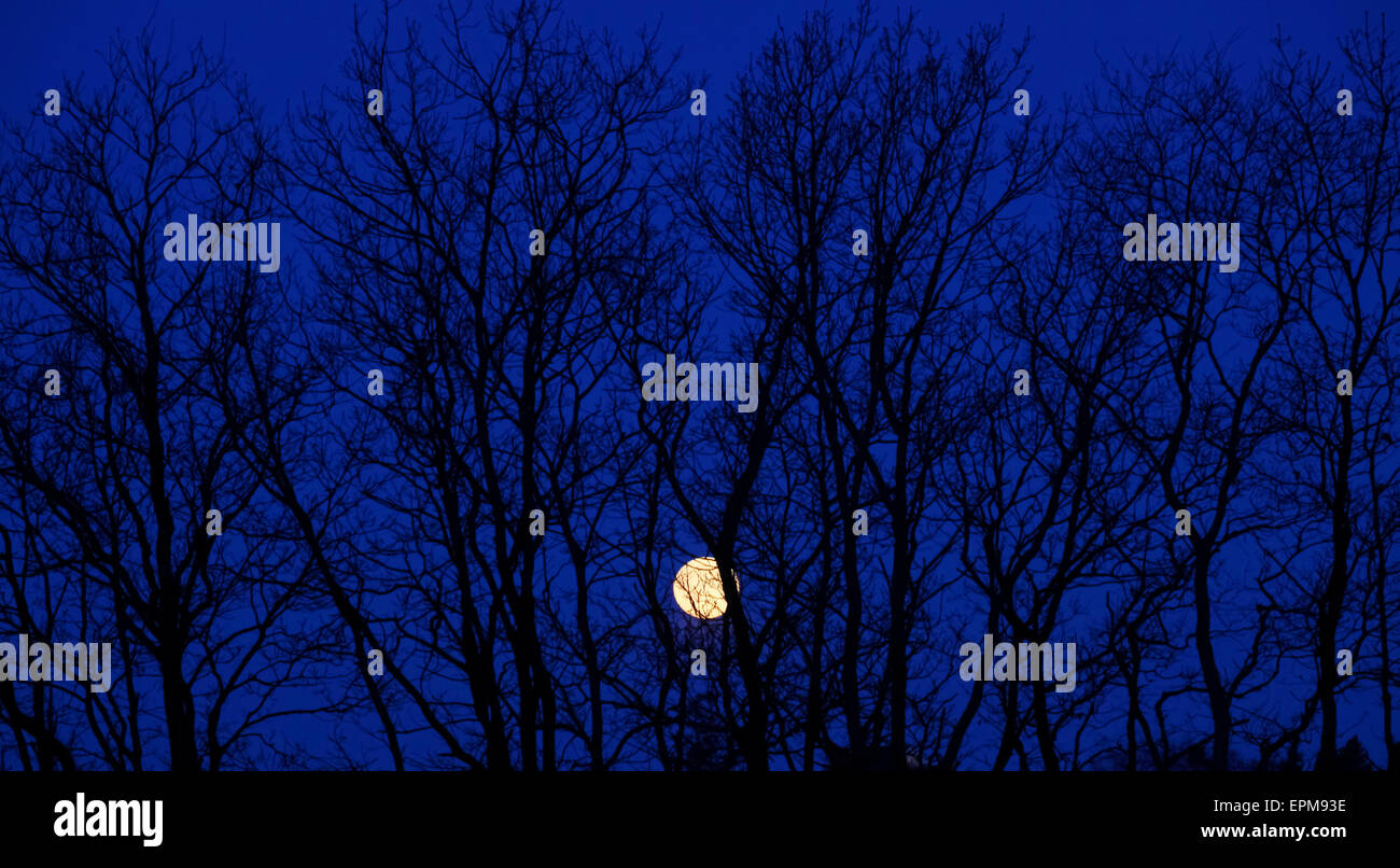 Full moon behind branches of a bare tree Stock Photo - Alamy