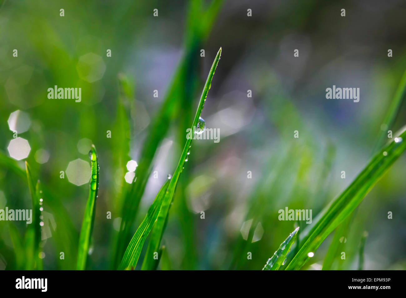 Dew on grass, close up Stock Photo - Alamy