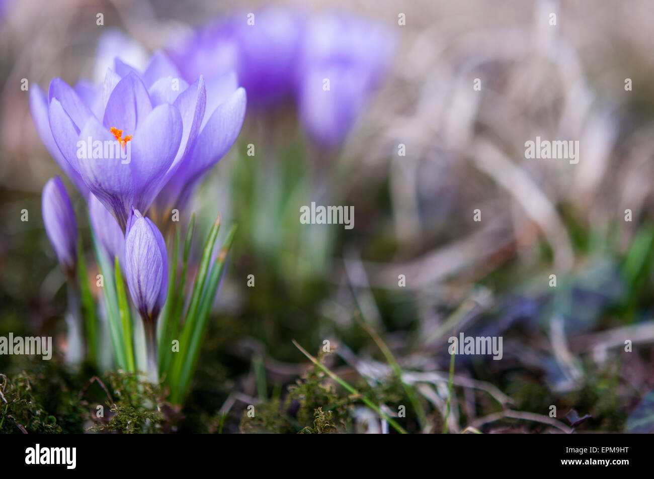Crocus blossom hi-res stock photography and images - Alamy