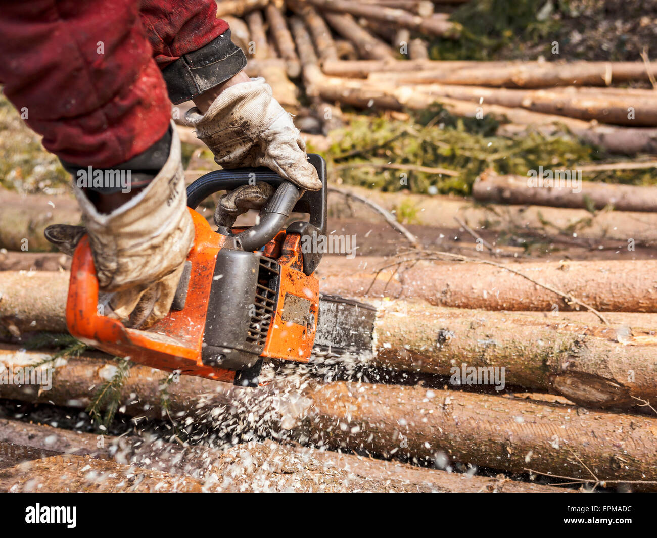 Germany, Muehlenbach, logger's hands sawing tree trunk with motor saw ...