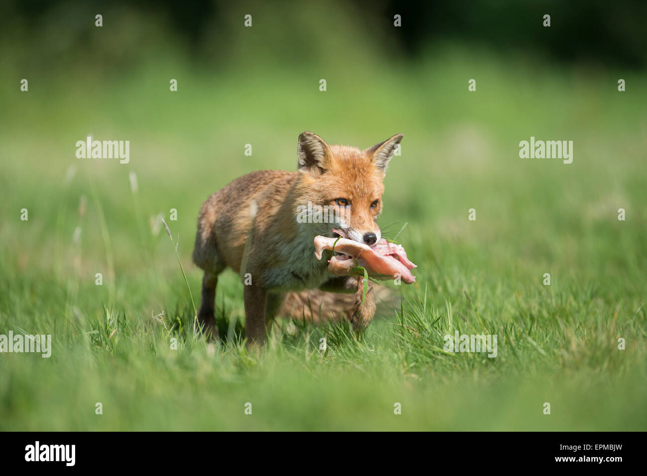 Chicken and fox hi-res stock photography and images - Alamy