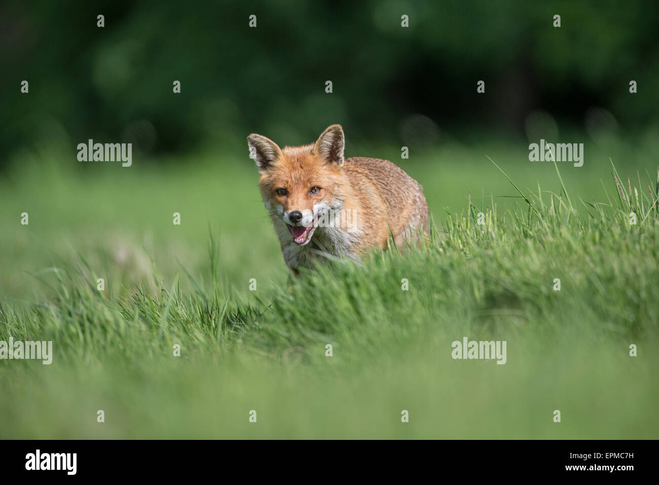 Fox foraging hi-res stock photography and images - Alamy
