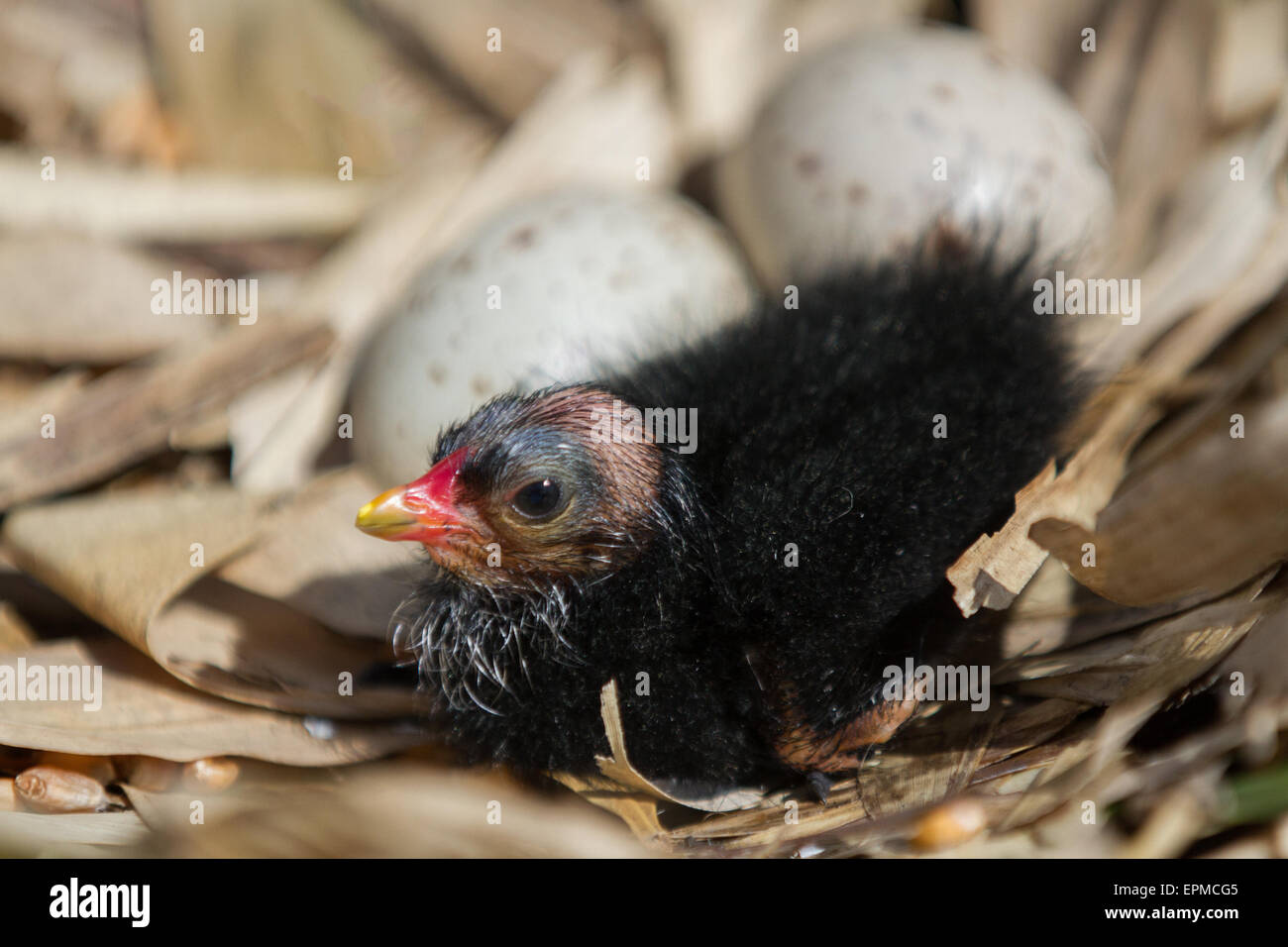 Newly hatch precocial chick hi-res stock photography and images - Alamy
