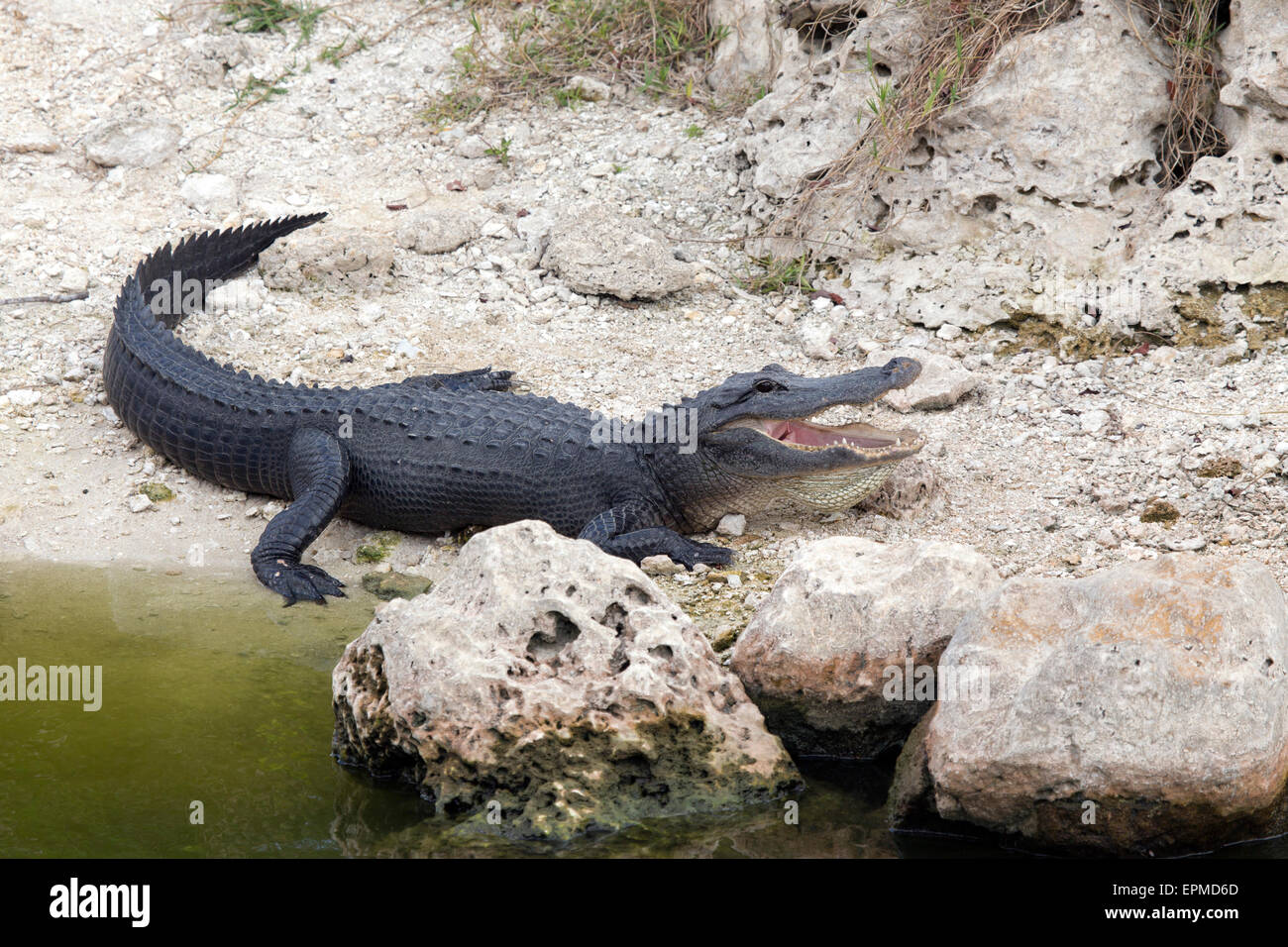 Aligator florida hi-res stock photography and images - Alamy