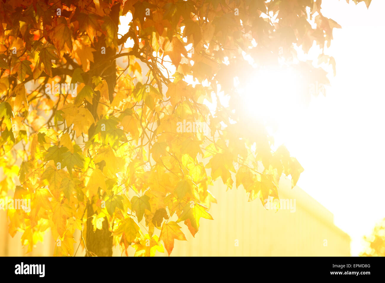 Bright sunburst through leafy tree Stock Photo - Alamy