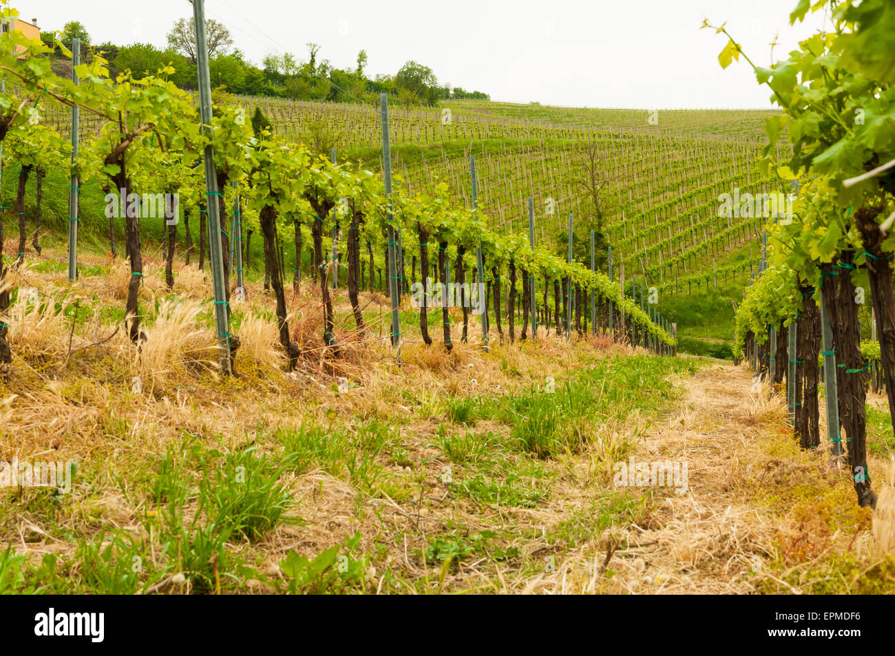 Prosecco vineyard hi-res stock photography and images - Alamy