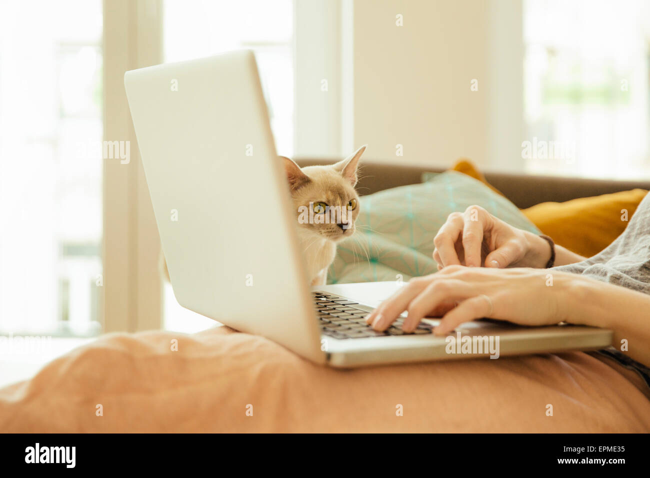 Burmese cat hand hi-res stock photography and images - Alamy