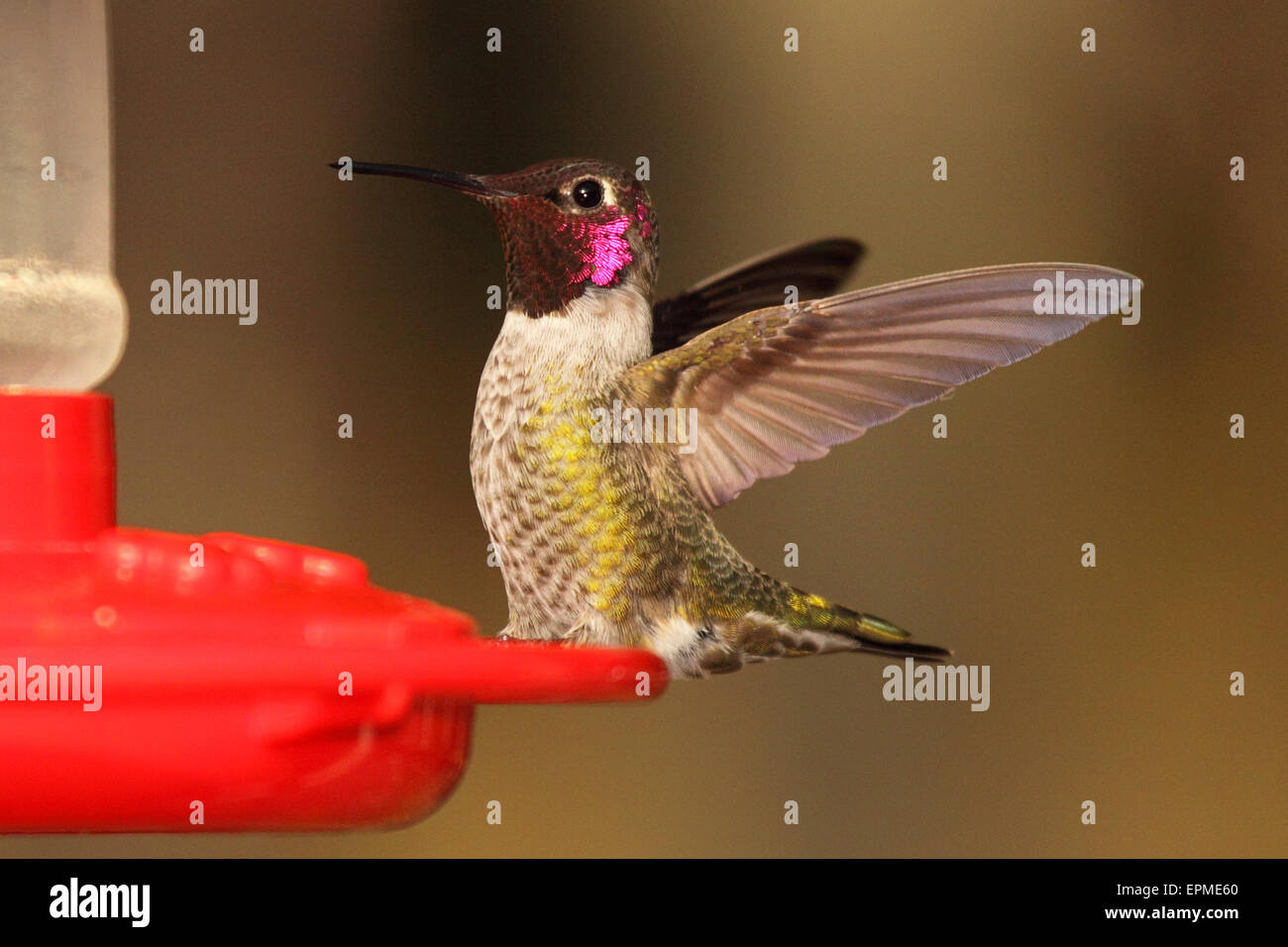 A male Anna's Hummingbird throwing back its wings Stock Photo - Alamy