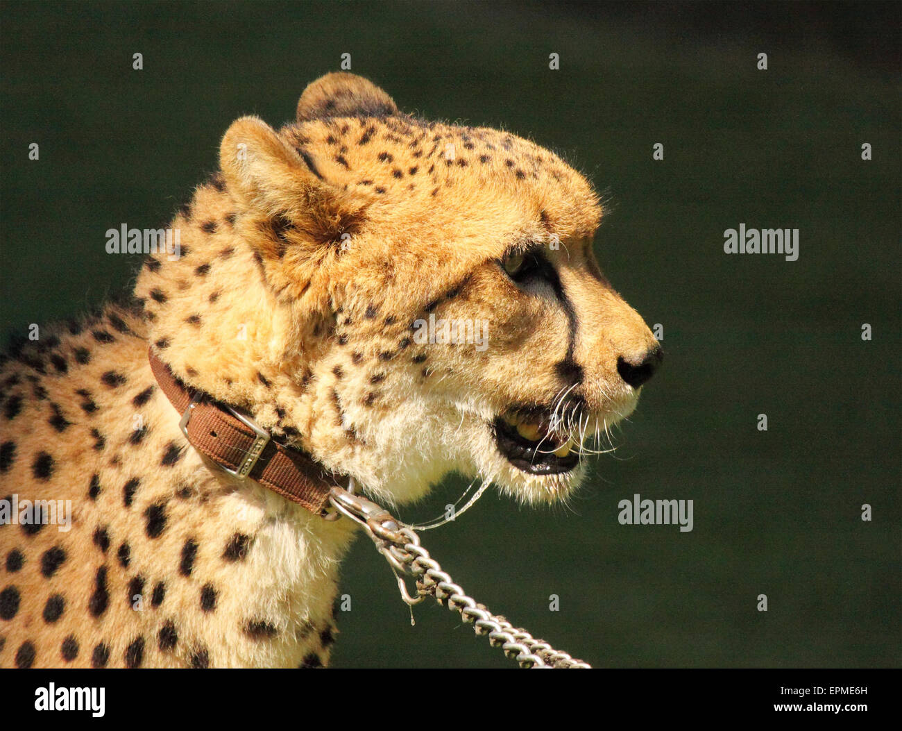 A Cheetah drooling on its chain Stock Photo - Alamy