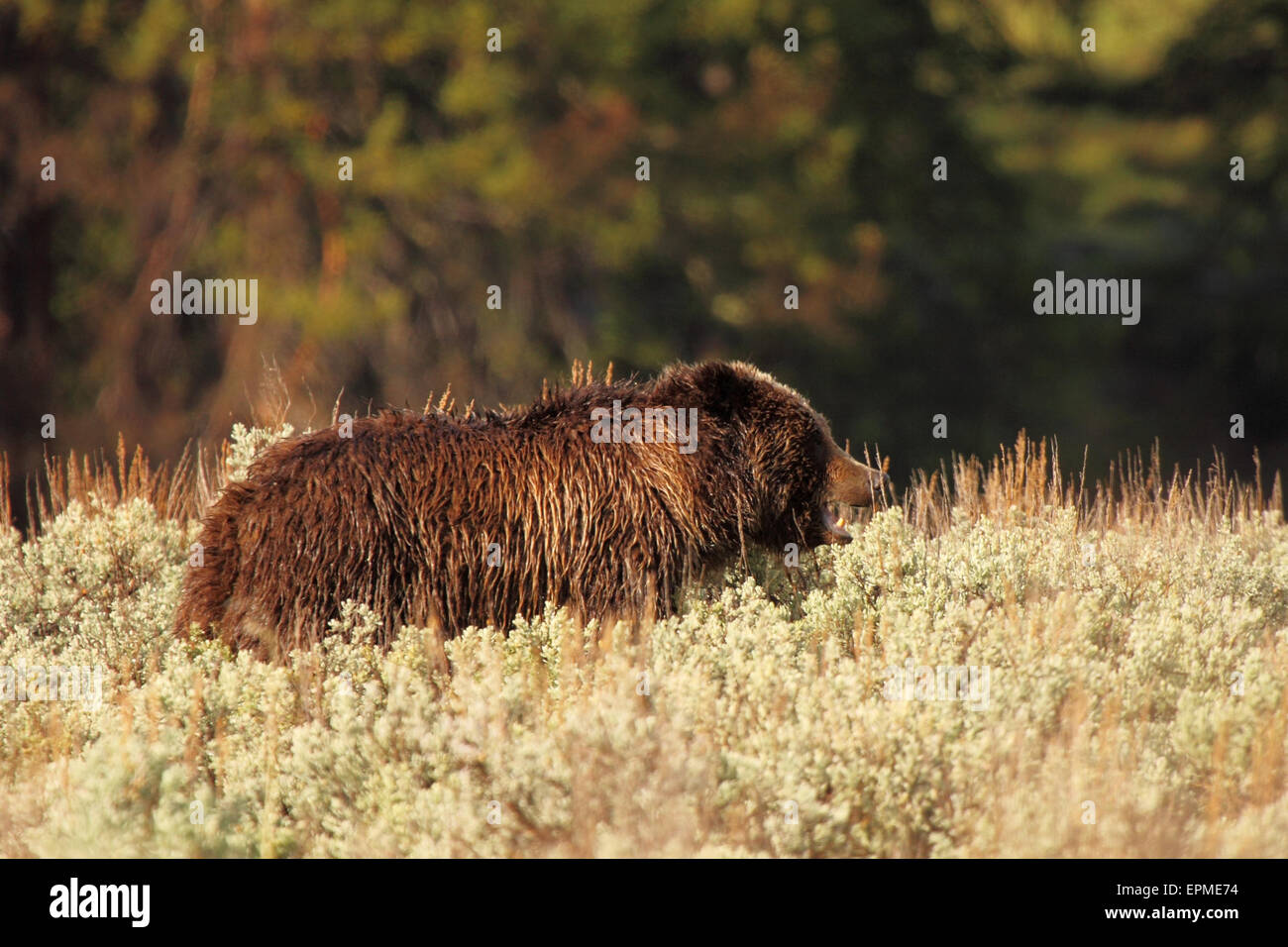 Buffalo bear hi-res stock photography and images - Alamy
