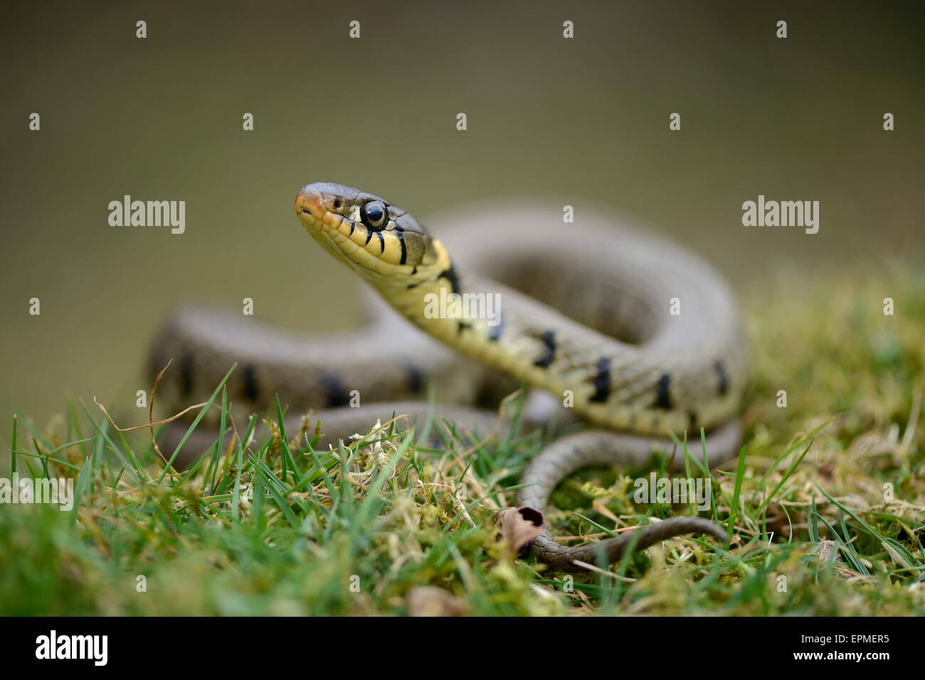 Grass snake on a meadow Stock Photo - Alamy