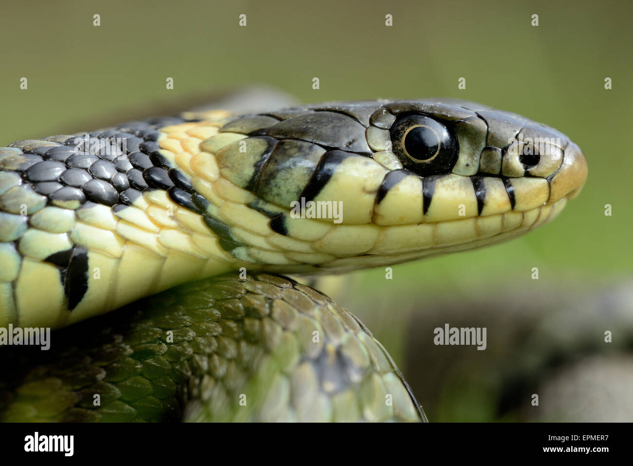 Portrait of grass snake Stock Photo - Alamy