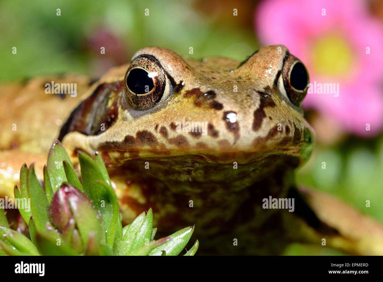 Common frog, Rana temporaria Stock Photo - Alamy