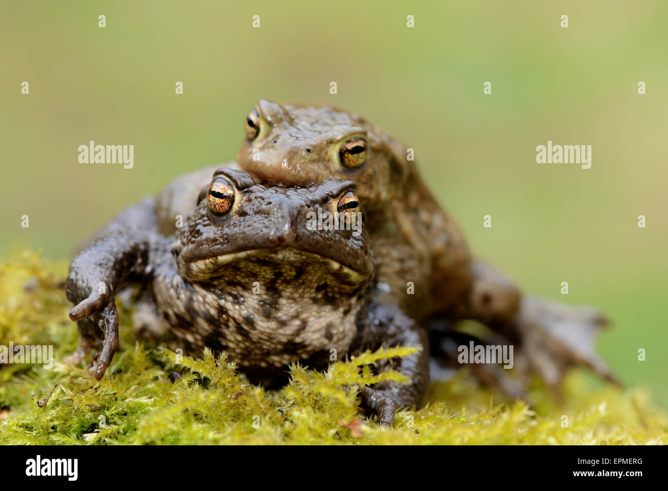 Common toads, Bufo bufo, mating Stock Photo - Alamy