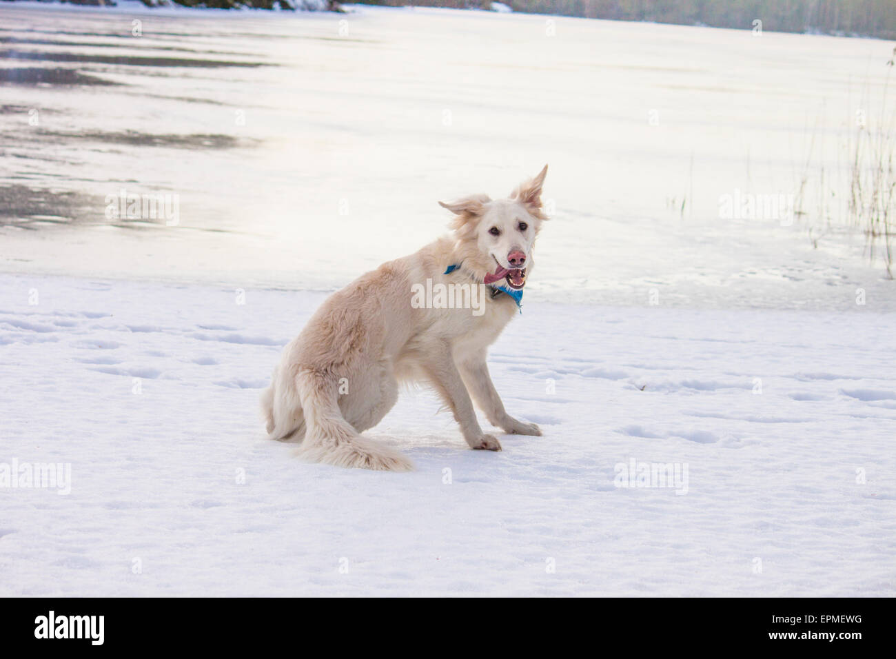 A dog, at a icy beach, in winter Stock Photo - Alamy