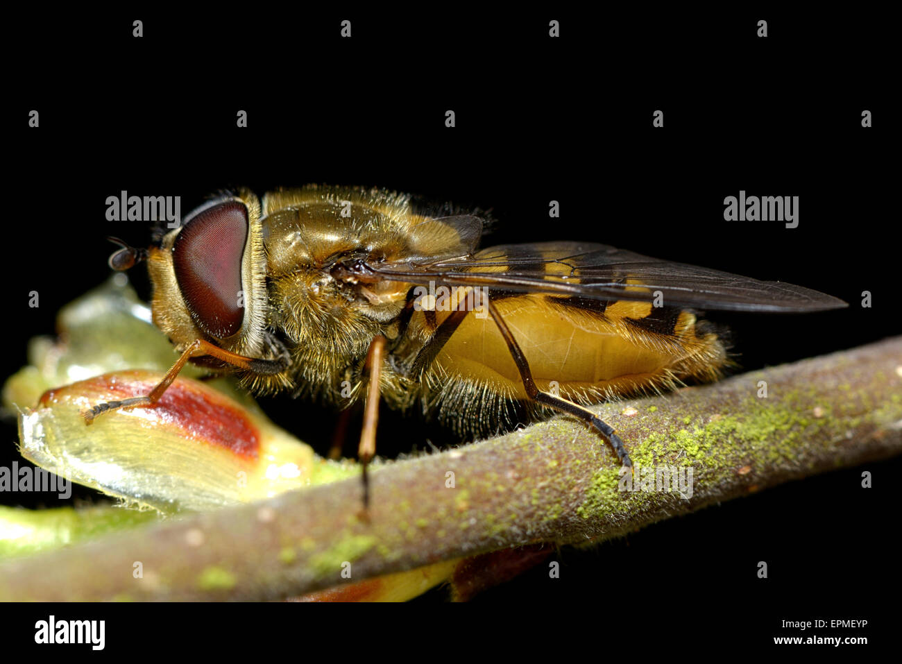 Close up view of hoverfly hi-res stock photography and images - Alamy