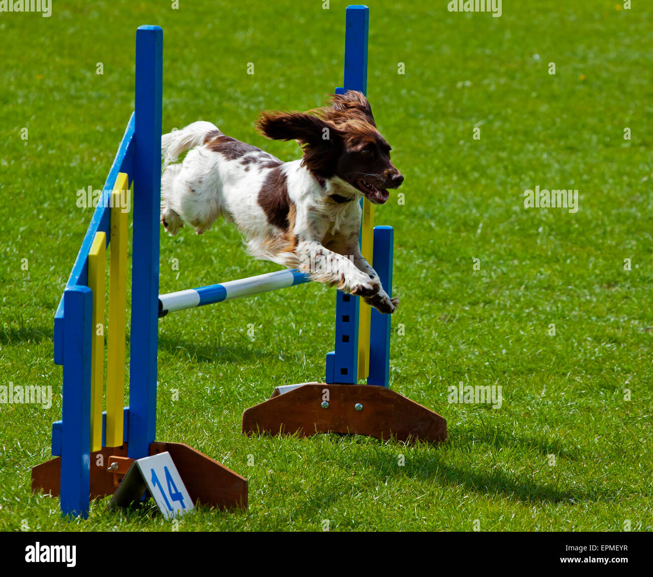 Canine agility training hi-res stock photography and images - Alamy