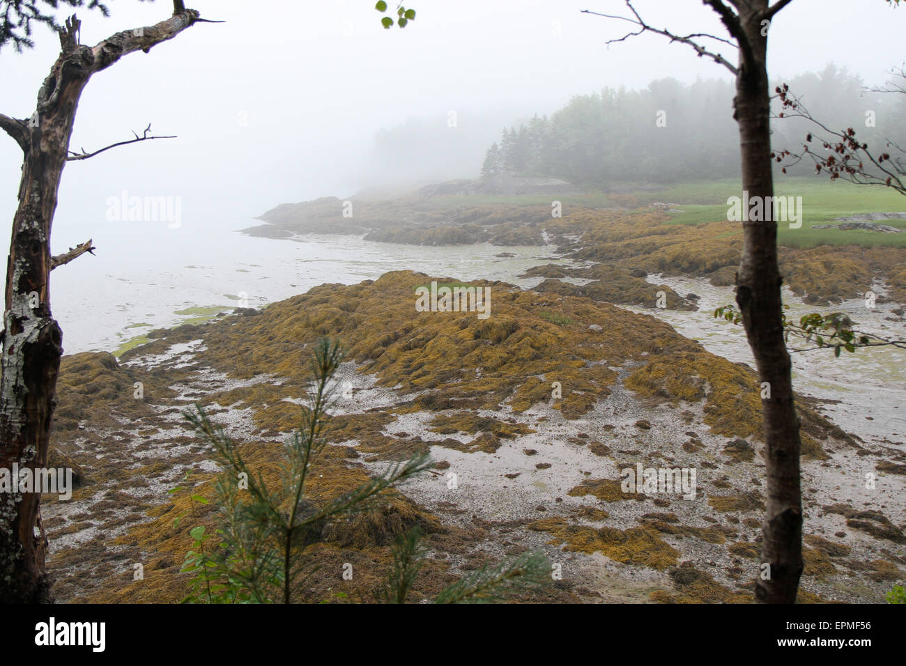 Intertidal zone hi-res stock photography and images - Alamy