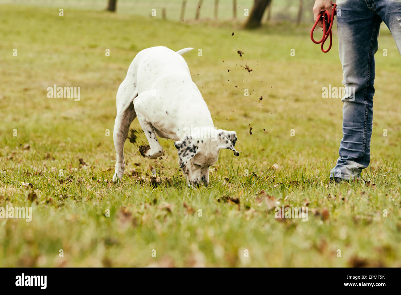 Man with dog digging in meadow Stock Photo - Alamy