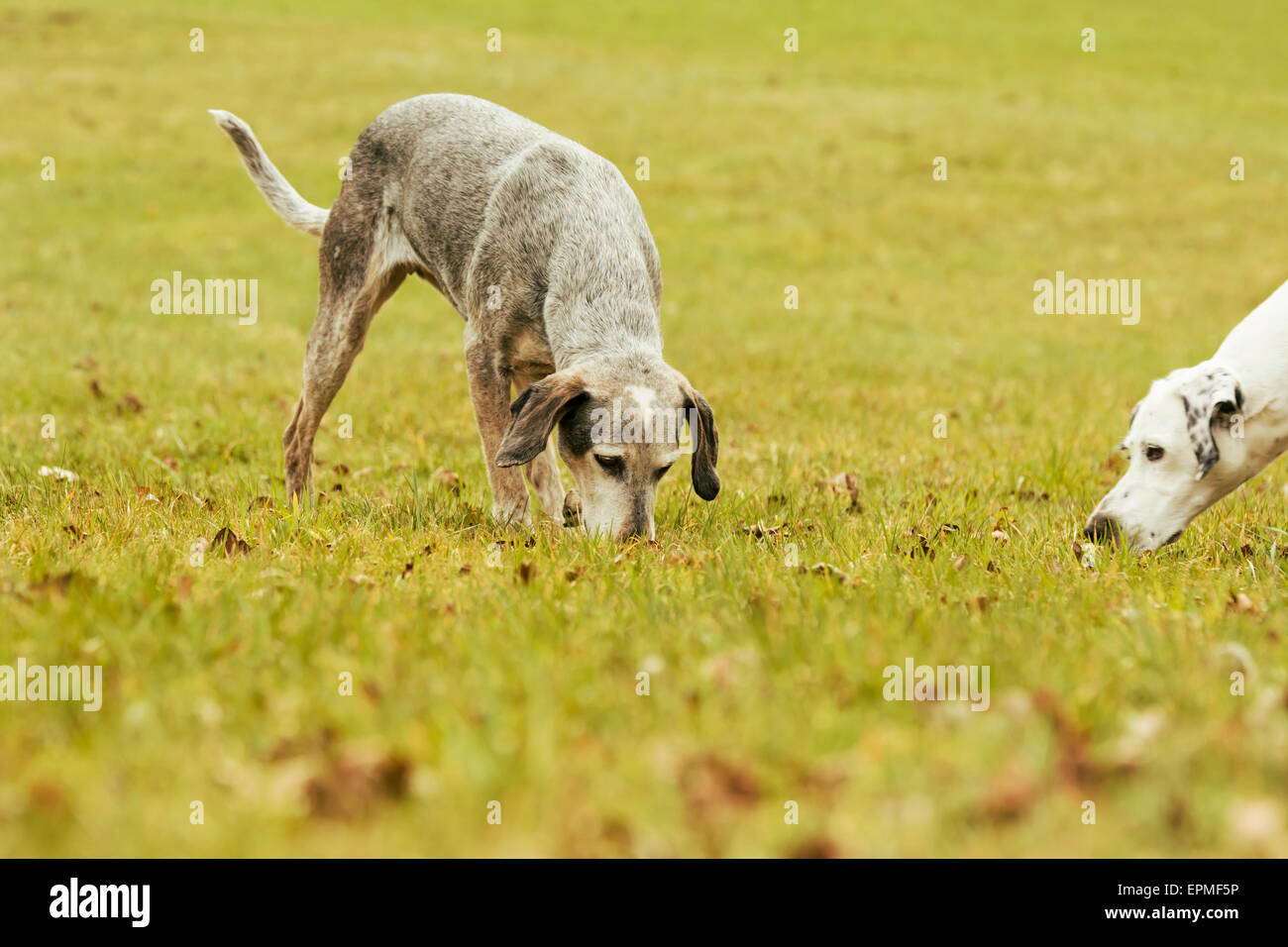 Two dogs on meadow sniffing Stock Photo - Alamy