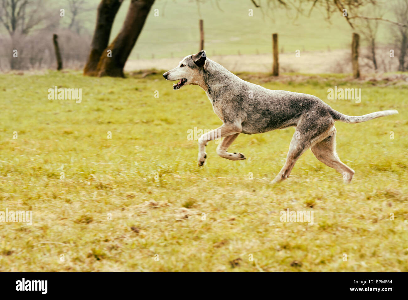 Dog running on meadow Stock Photo - Alamy