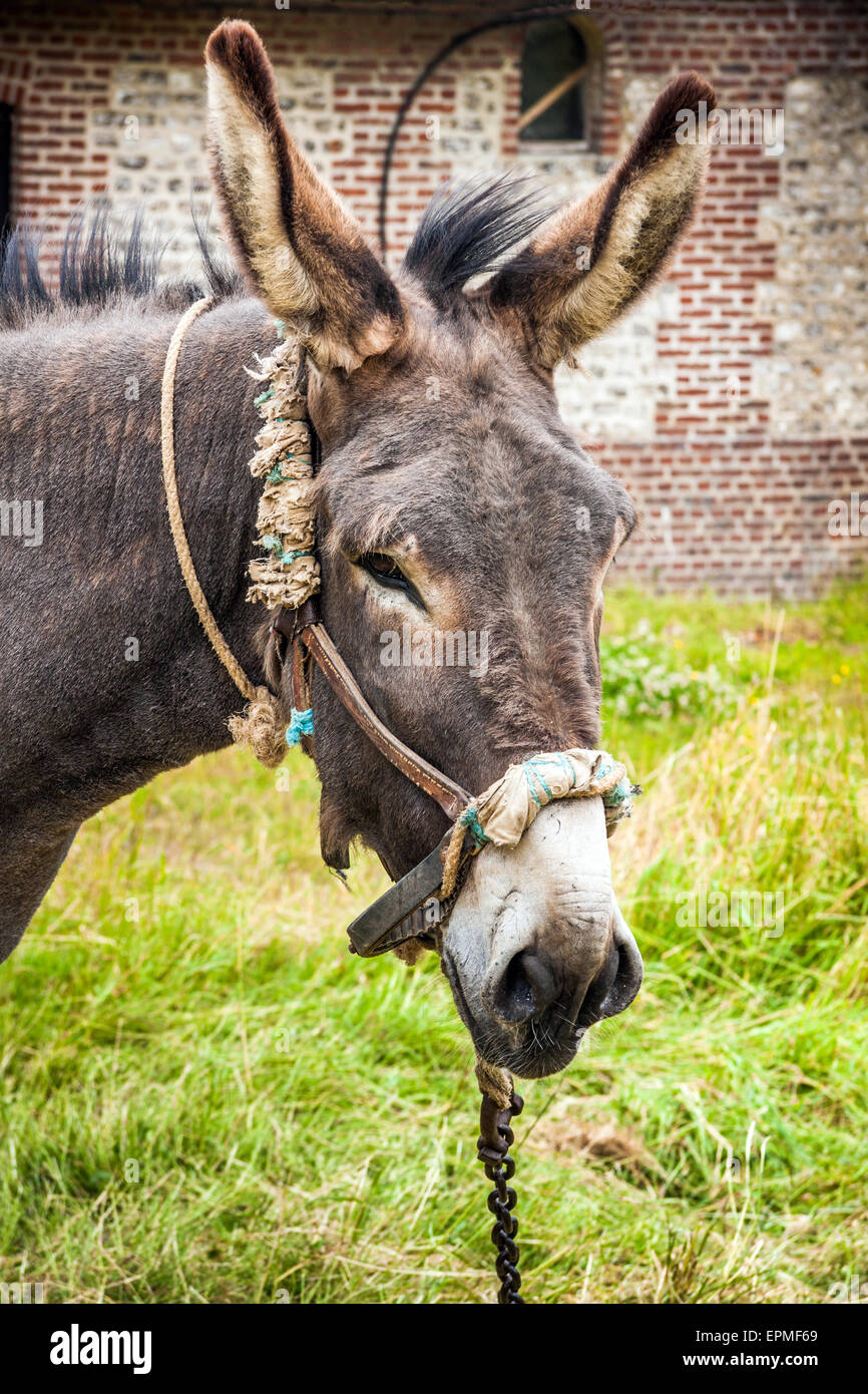 Portrait of a Donkey Stock Photo - Alamy