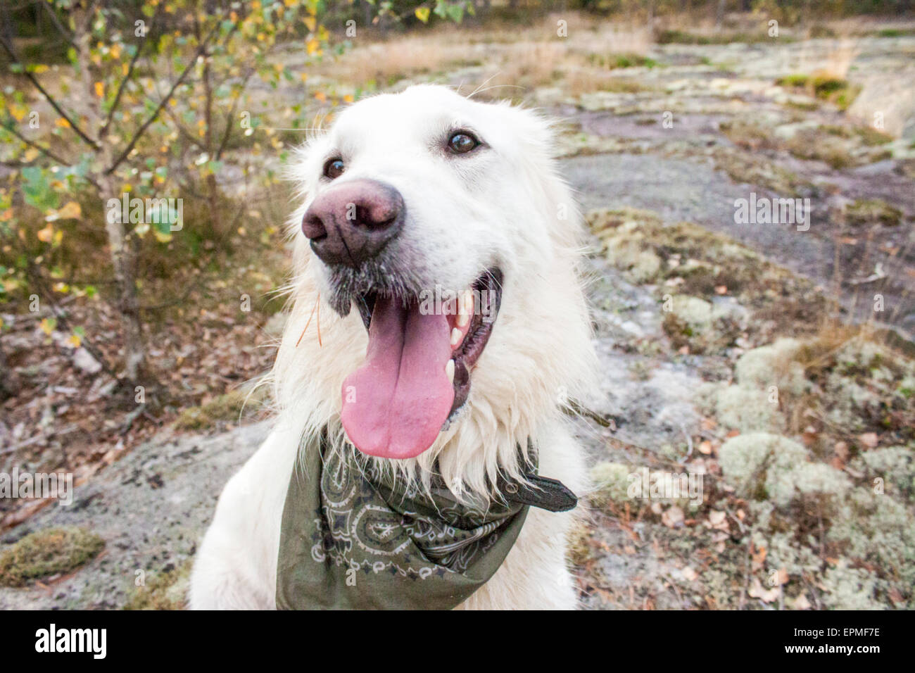 Beautiful eyes wild dog hi-res stock photography and images - Alamy
