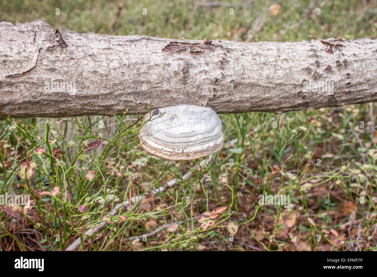 Polypore fungus on a log, in the forrest Stock Photo - Alamy