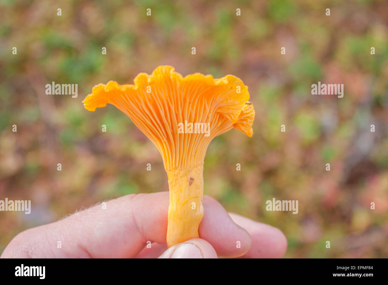 Yellow chantarelle in hand of a man, deep in forrest Stock Photo - Alamy
