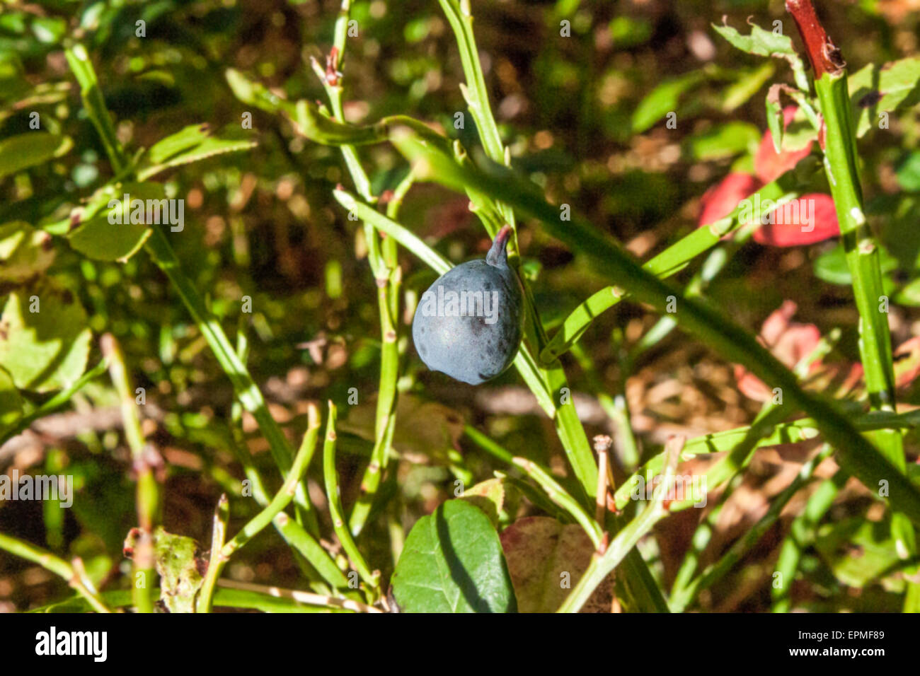 closeup on a blueberry, in the forrest Stock Photo - Alamy