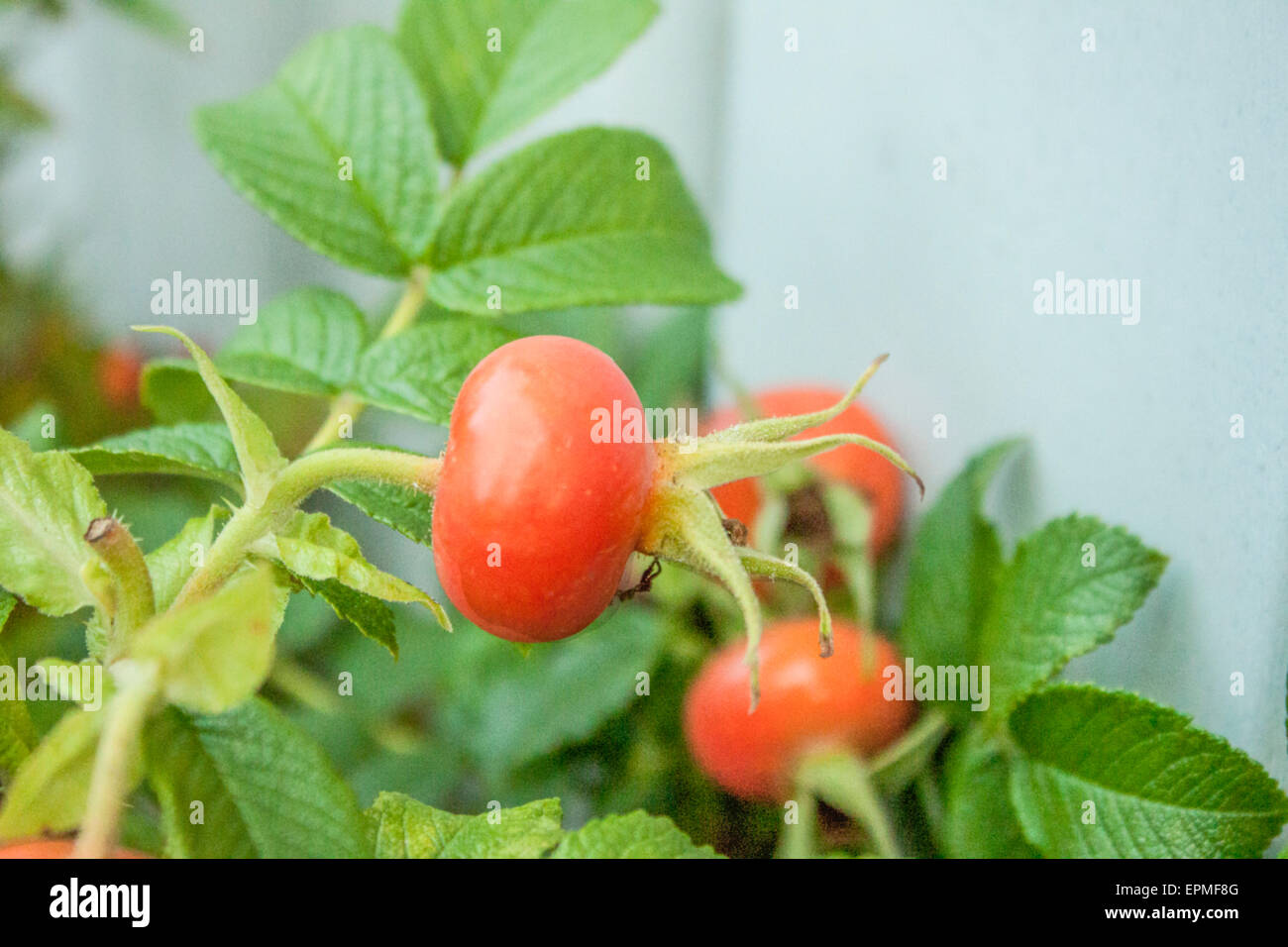 Rosehip berry from a rose, in the garden Stock Photo - Alamy