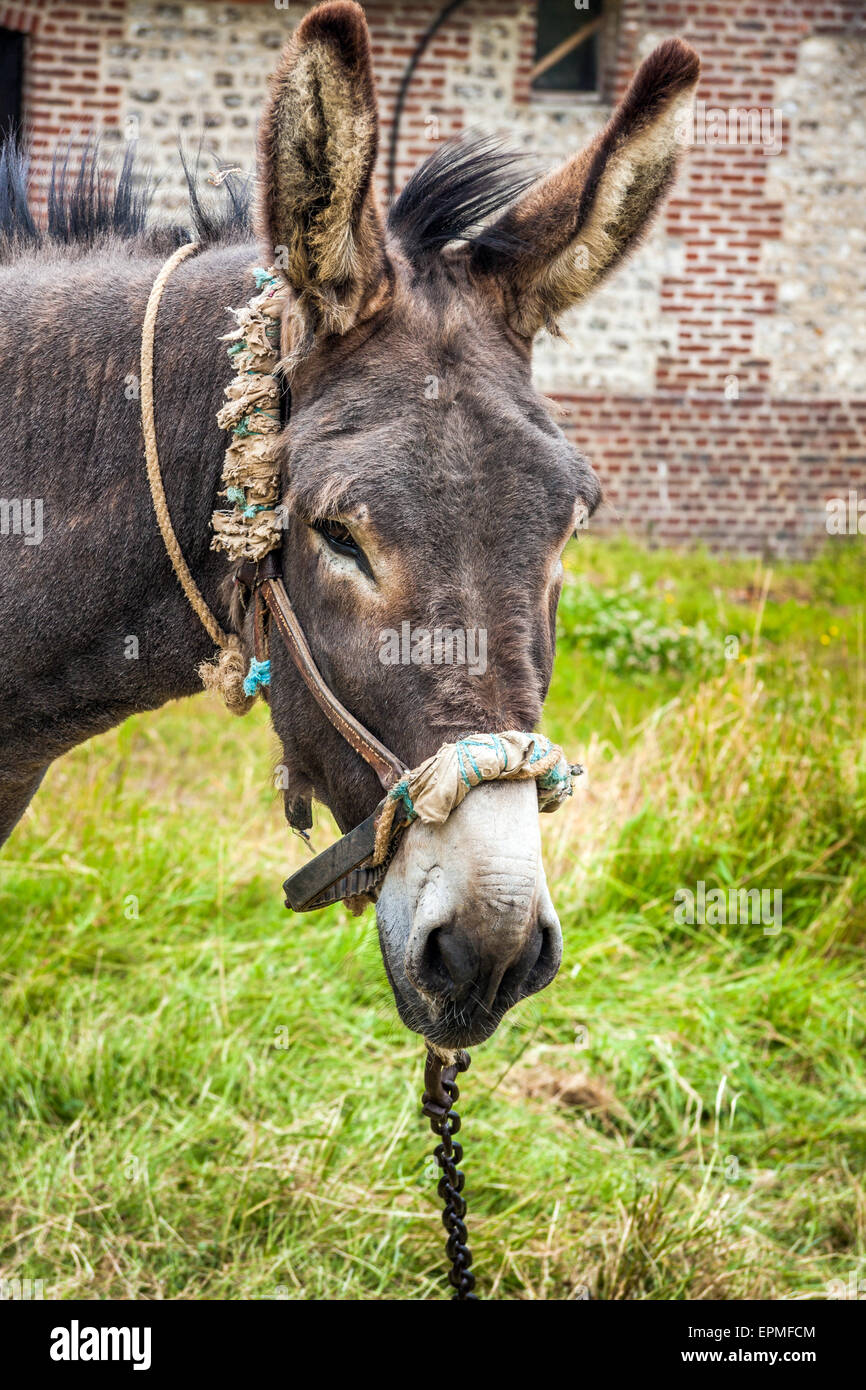 Portrait of a Donkey Stock Photo - Alamy