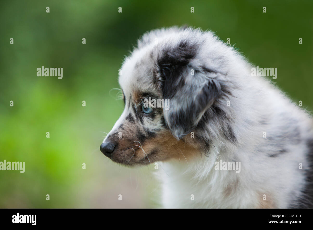 Rodeo Australian Shepherd
