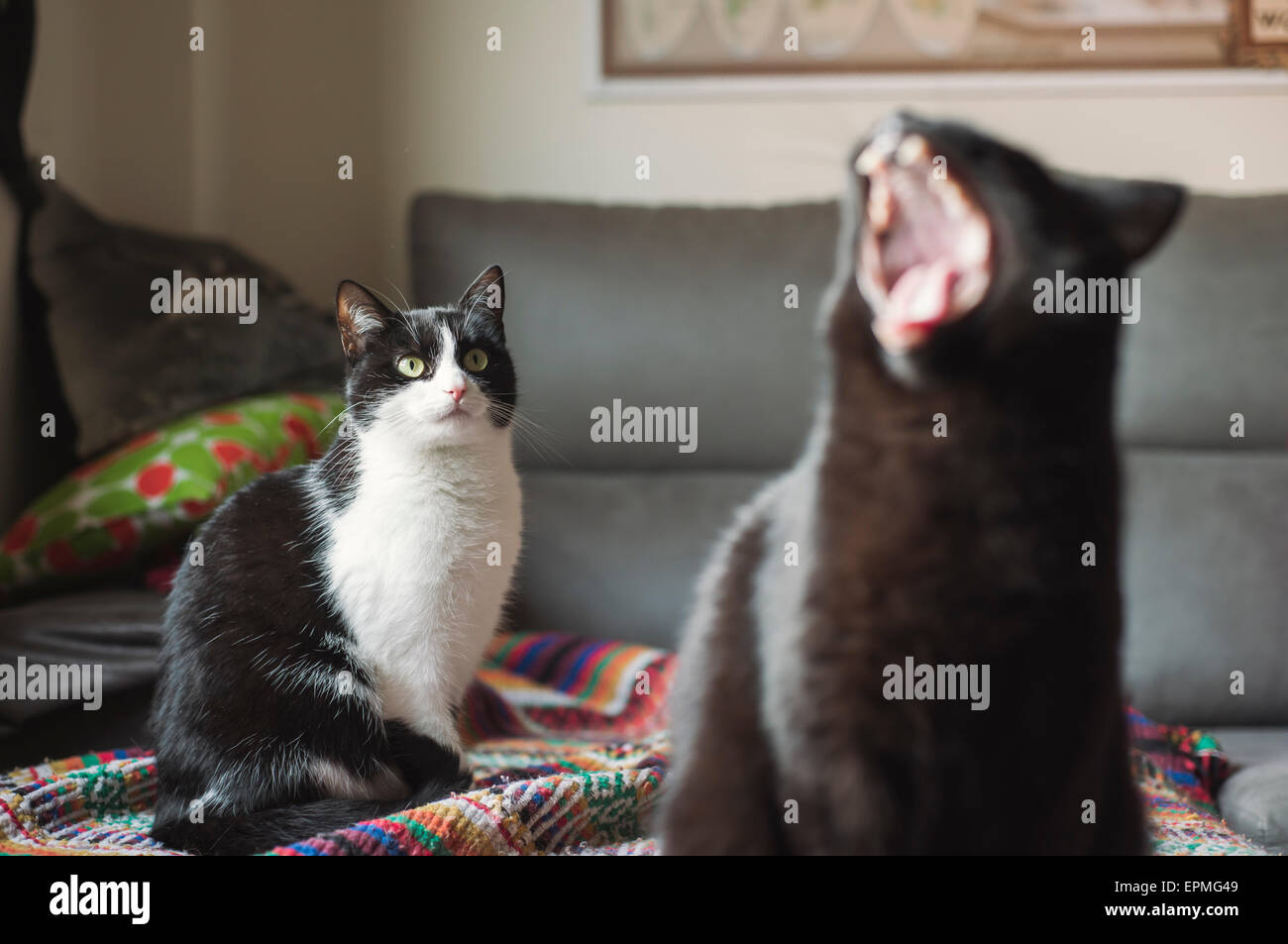 Cat watching another cat yawing Stock Photo - Alamy