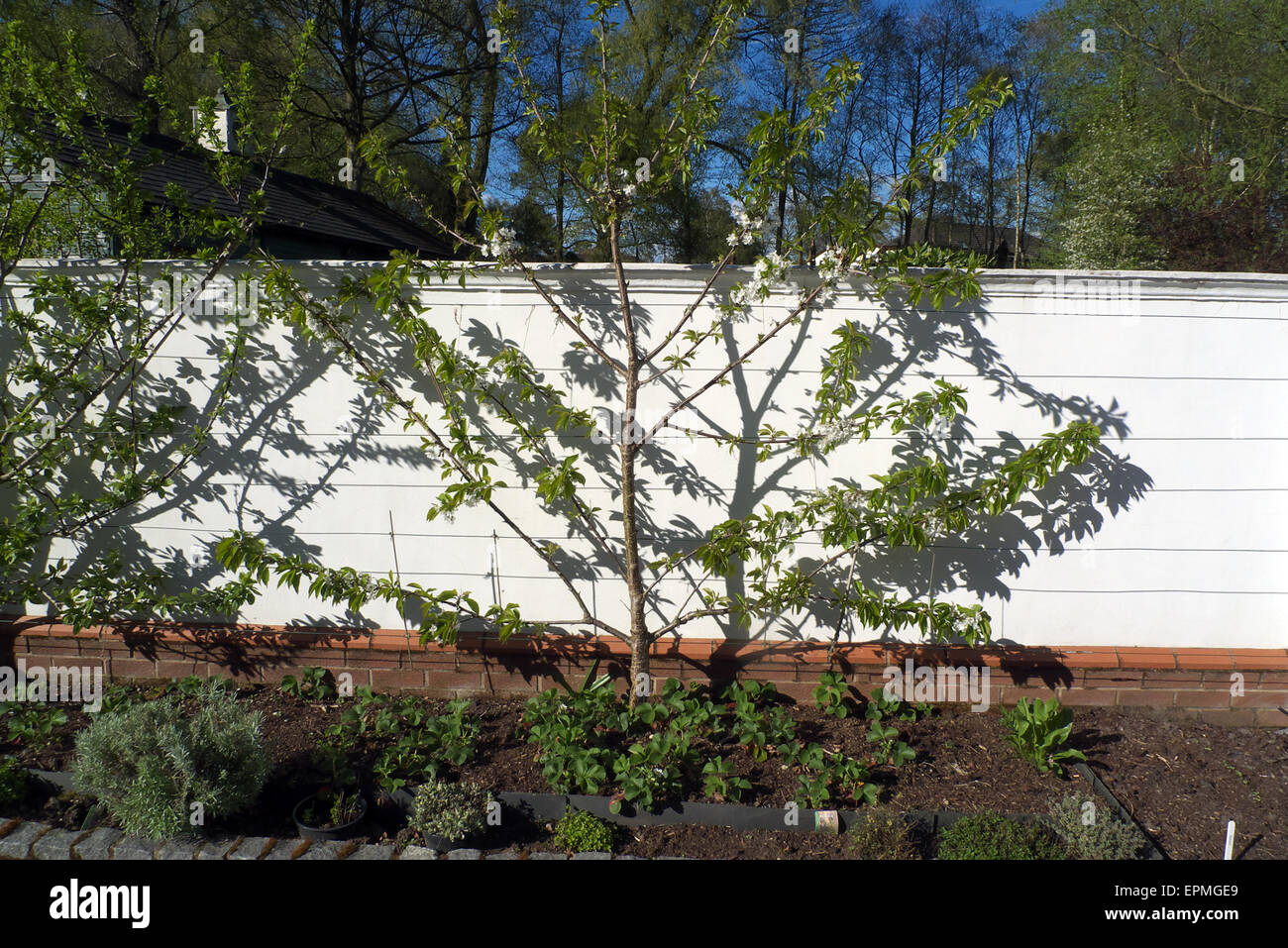 Wall trained fruit trees in courtyard kitchen garden. Greengage (left ...